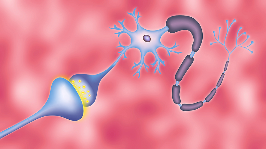 Vesicle cycle model reveals inner workings of brain synapse
