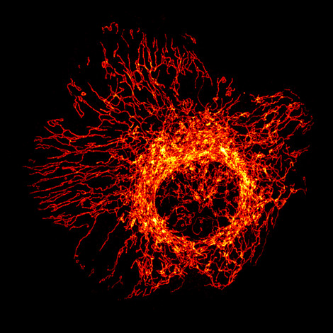 Energy supply in human cells is subject to quality control