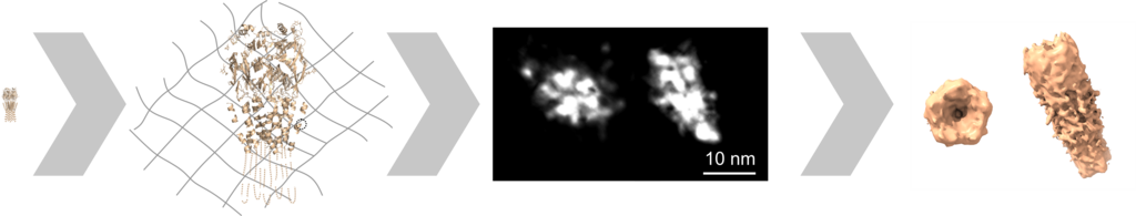 ONE microscopy: from molecule to 3D structure with conventional microscopy
