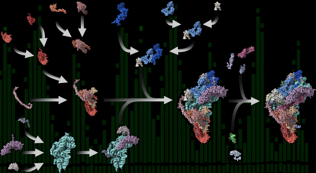 Modular design: New insights into protein factories in human mitochondria