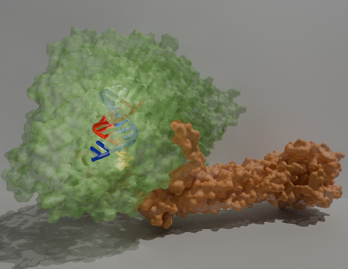 Molecular 3D structure of viral "copying machine" deciphered