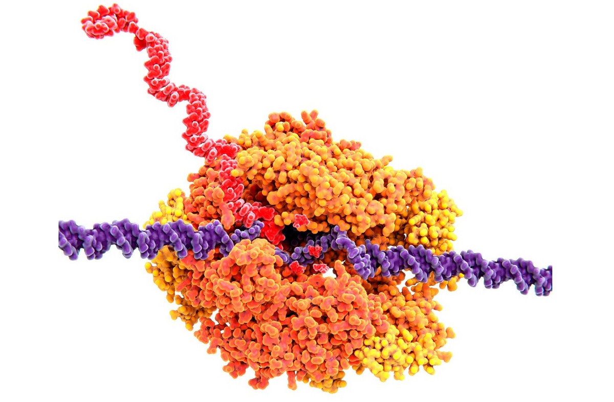 How cells age: genes are read faster but less accurately with age