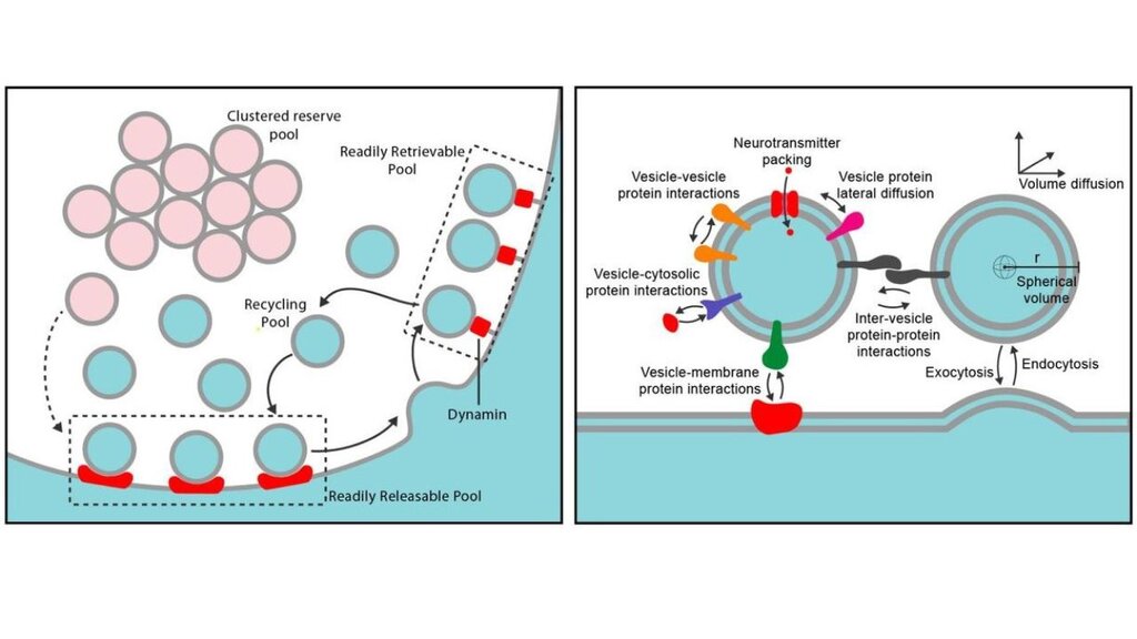 Vesicle cycle model reveals inner workings of brain synapse